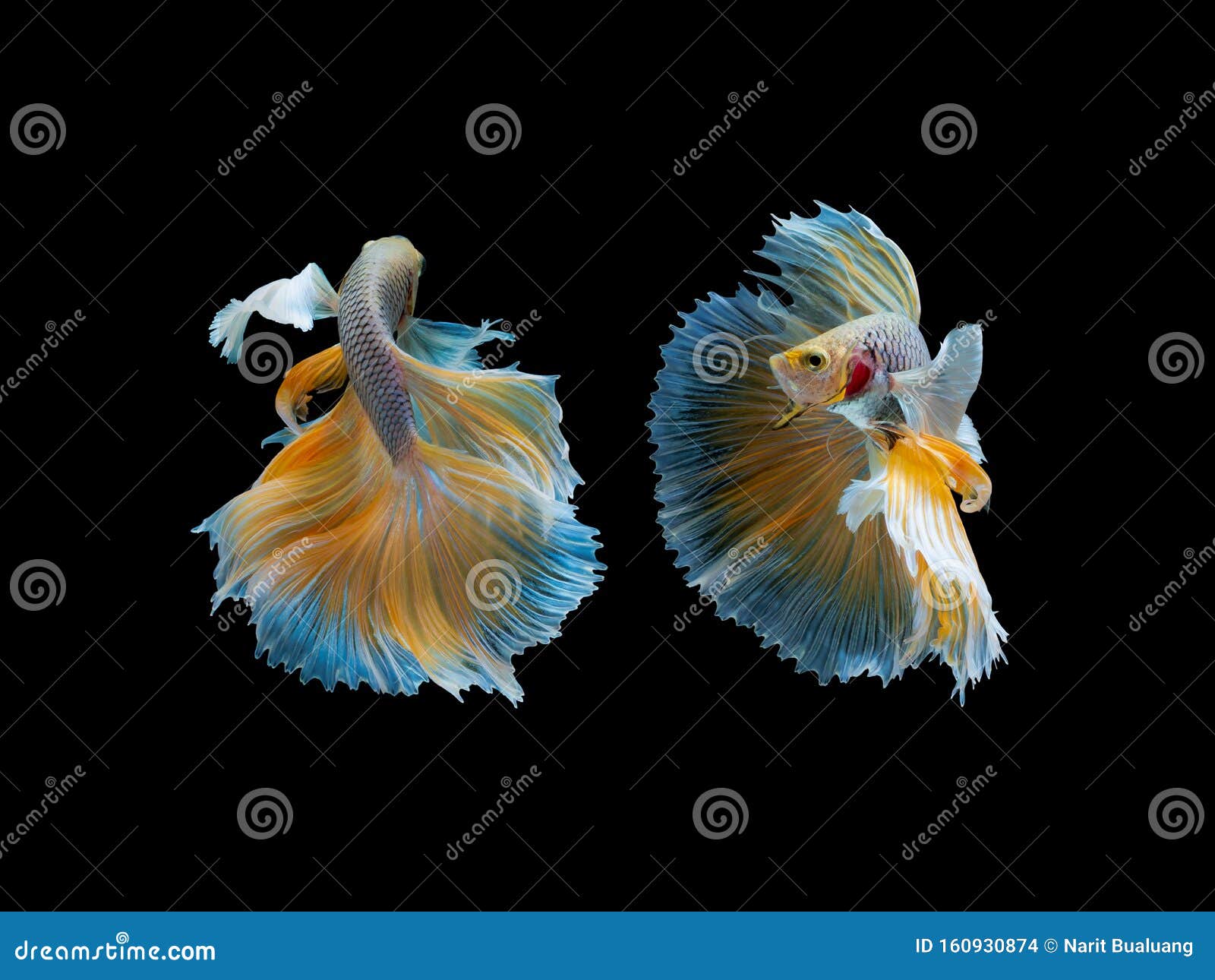 Action and Movement of Thai Fighting Fish on a Black Background Stock ...