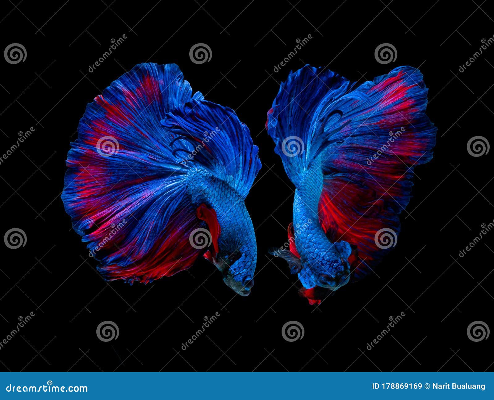 Action and Movement of Thai Fighting Fish on a Black Background Stock ...