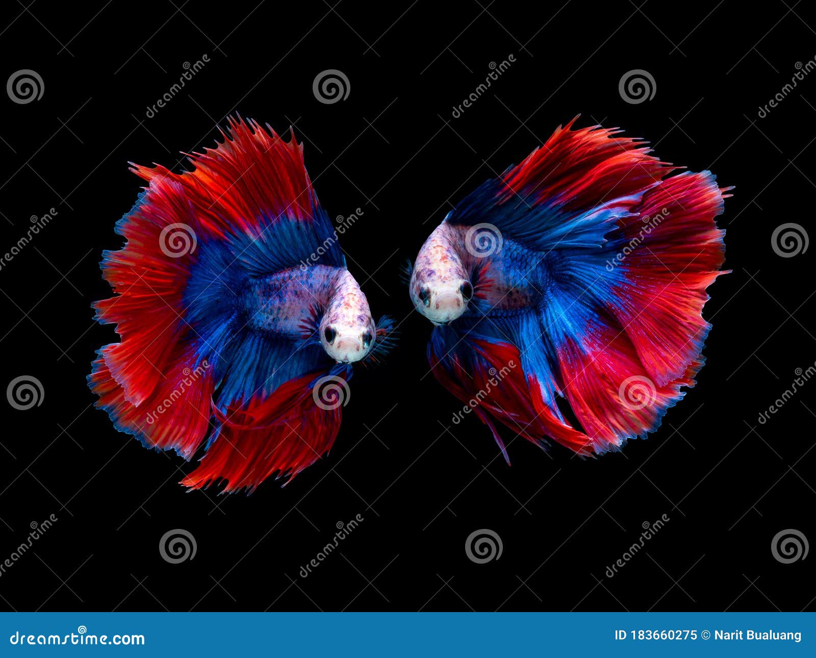 Action and Movement of Thai Fighting Fish on a Black Background Stock ...