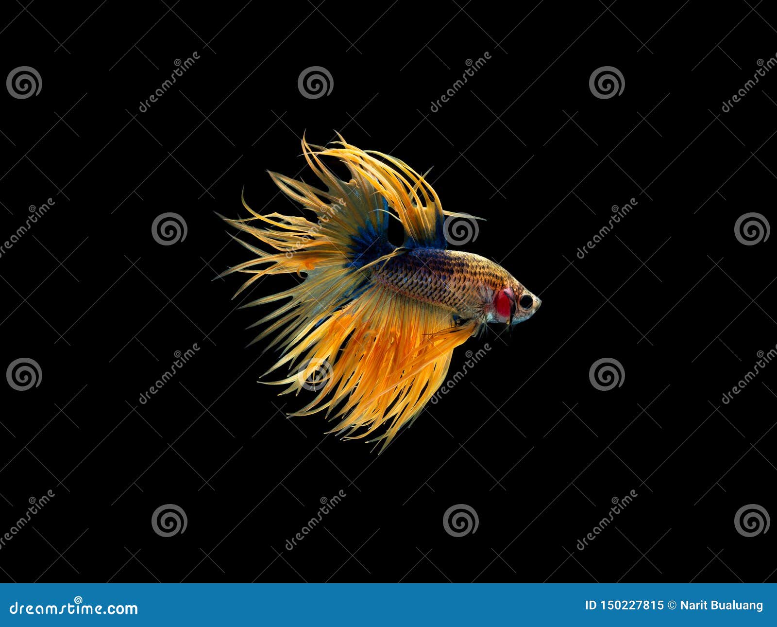 Red Crowntail Betta Fish. The Red Betta Fish On The Body With Other ...