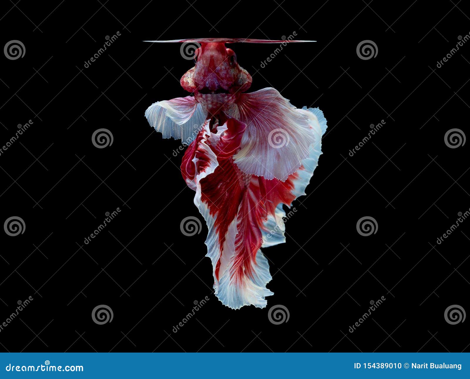 Action and Movement of Thai Fighting Fish on a Black Background ...