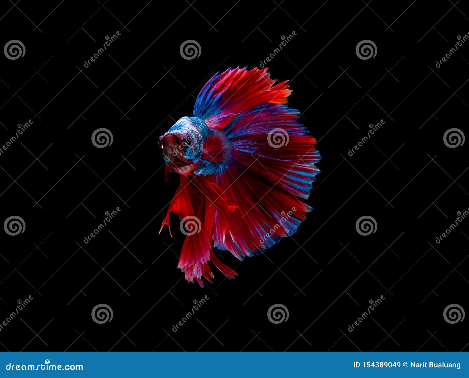 Action and Movement of Thai Fighting Fish on a Black Background ...