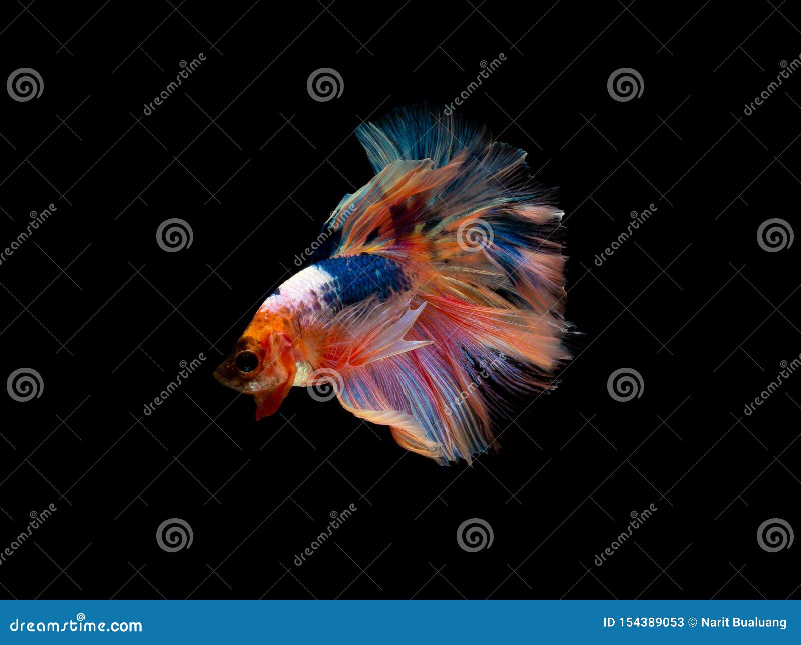 Action and Movement of Thai Fighting Fish on a Black Background ...