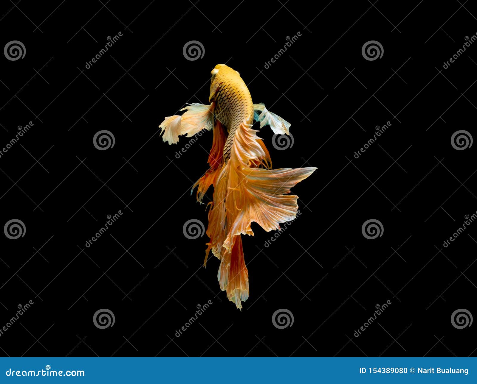Action and Movement of Thai Fighting Fish on a Black Background ...