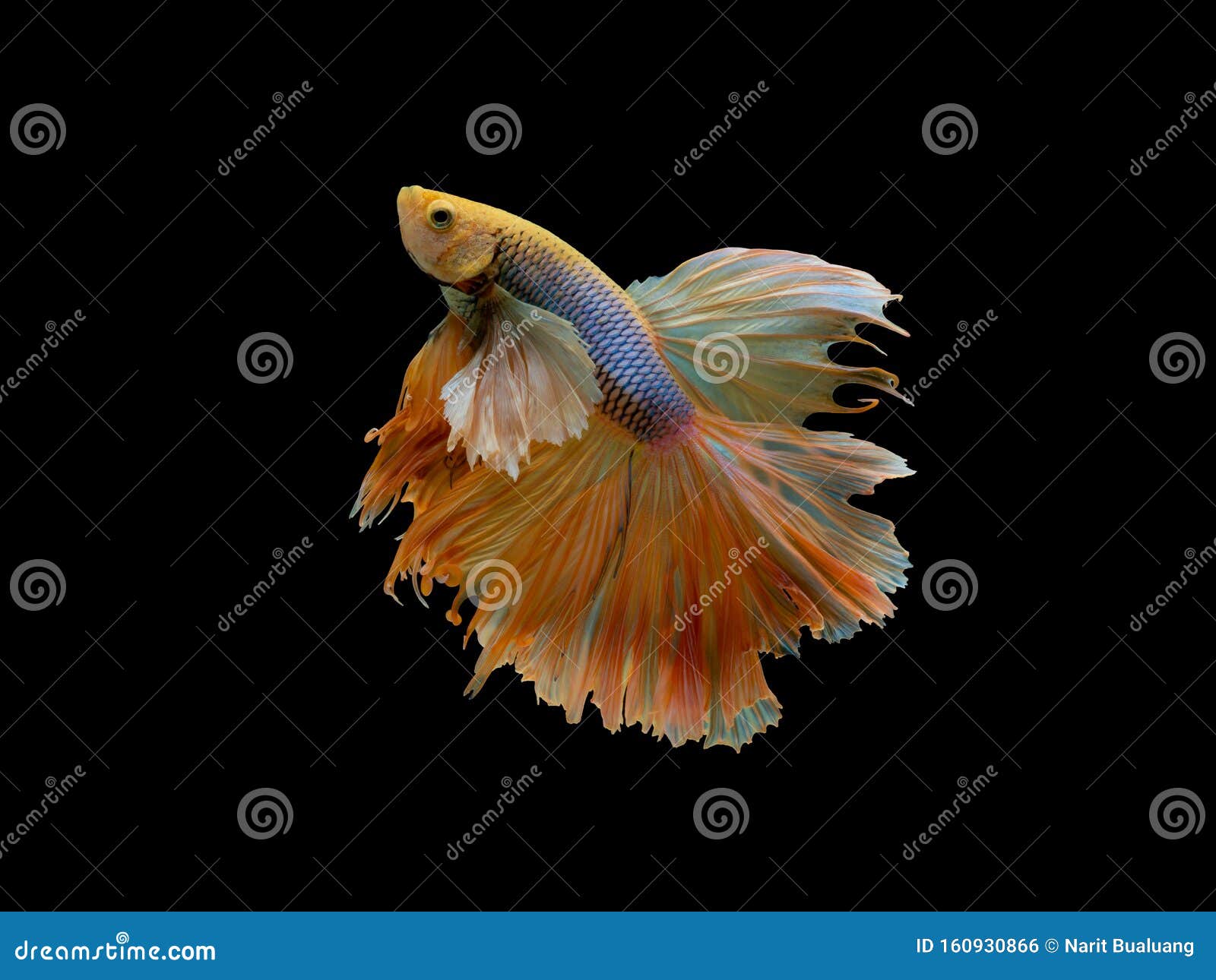 Action and Movement of Thai Fighting Fish on a Black Background Stock ...