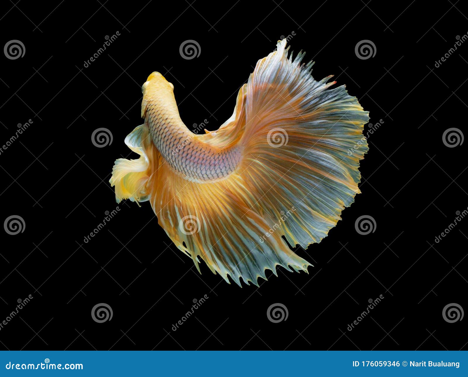 Action and Movement of Thai Fighting Fish on a Black Background Stock ...