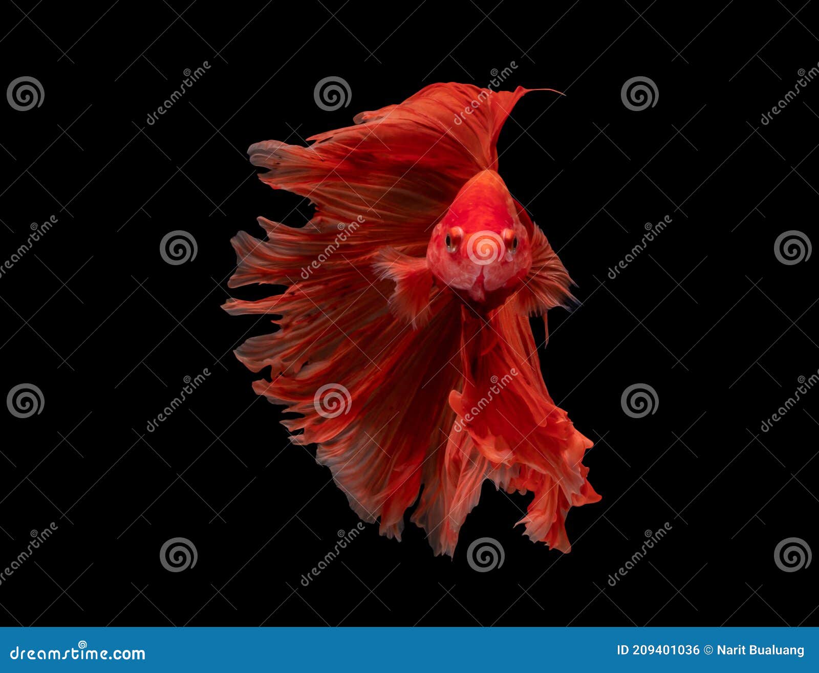 Action and Movement of Thai Fighting Fish on a Black Background Stock ...
