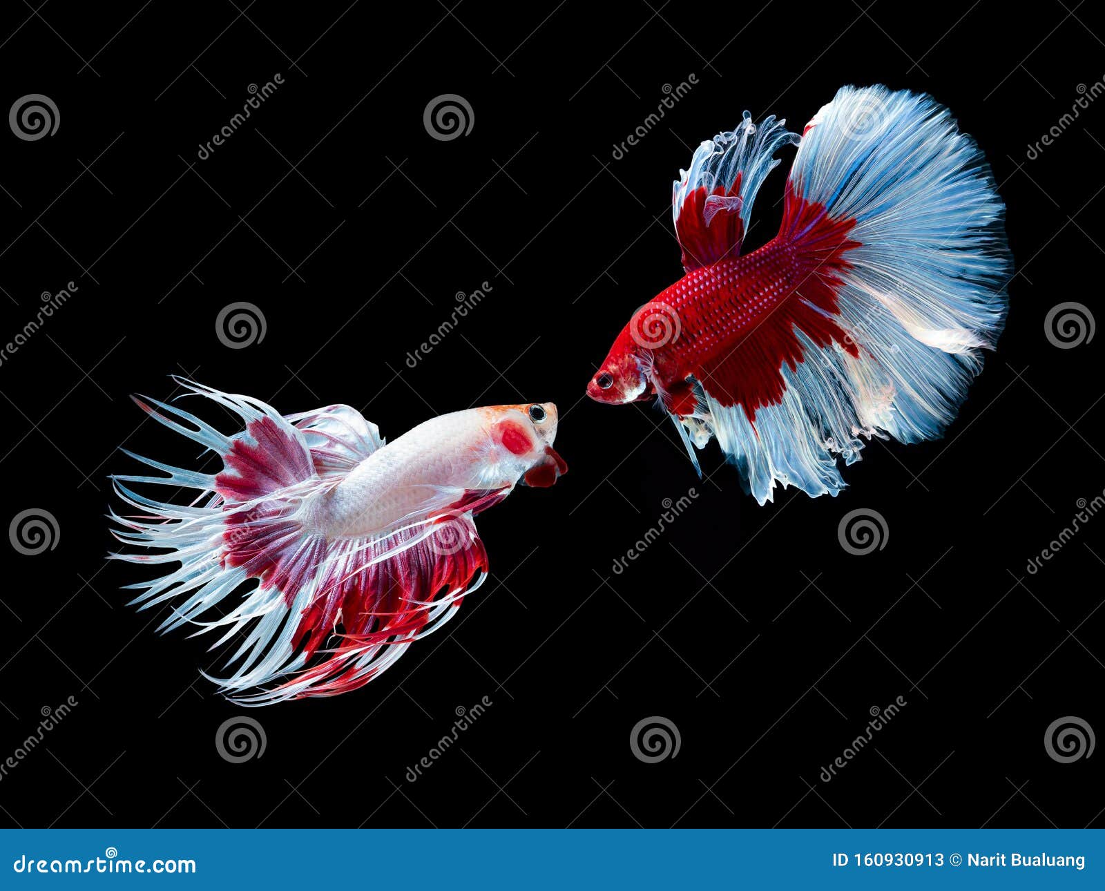 Action and Movement of Thai Fighting Fish on a Black Background Stock ...