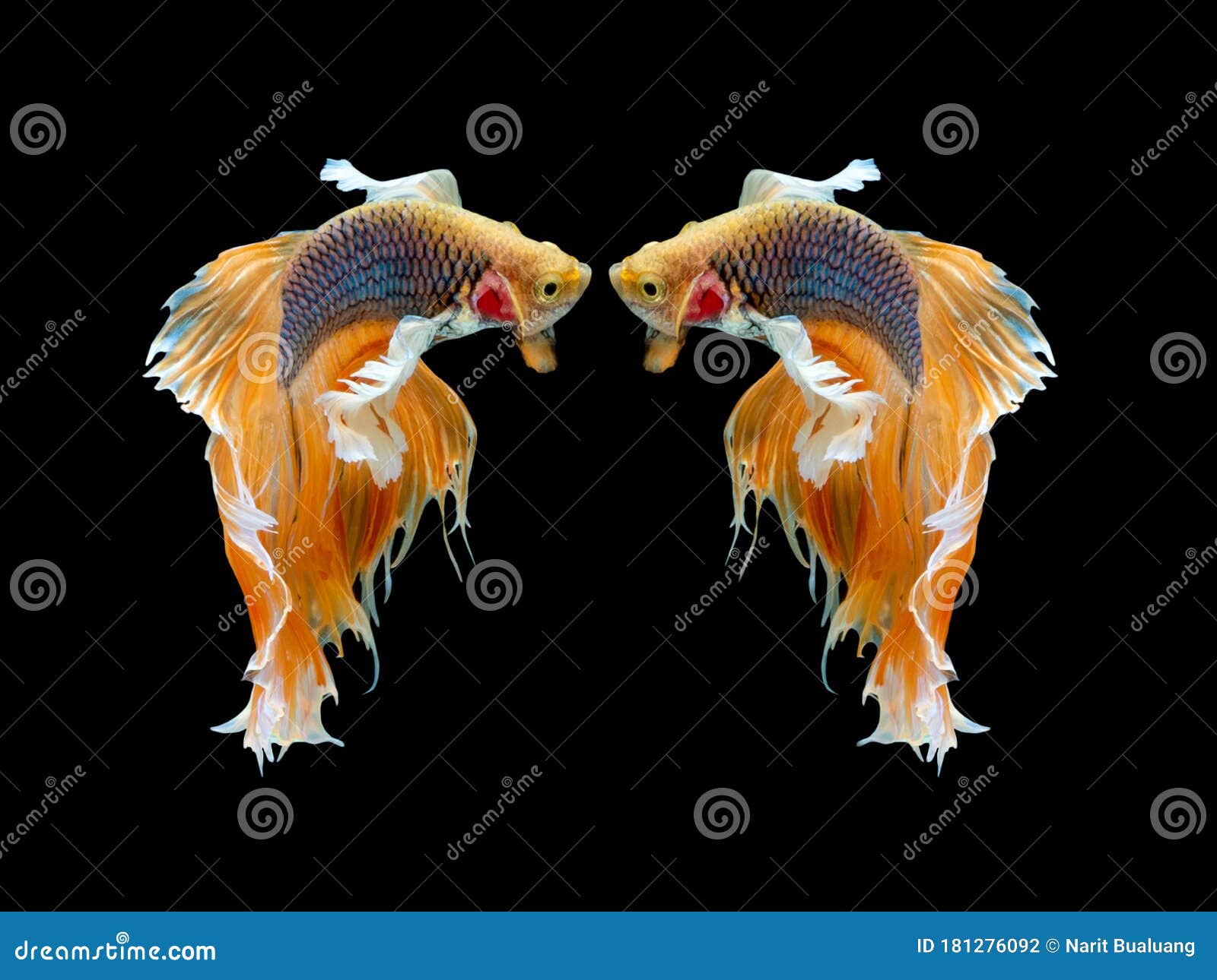 Action And Movement Of Twin Thai Fighting Fish On A Black Background ...