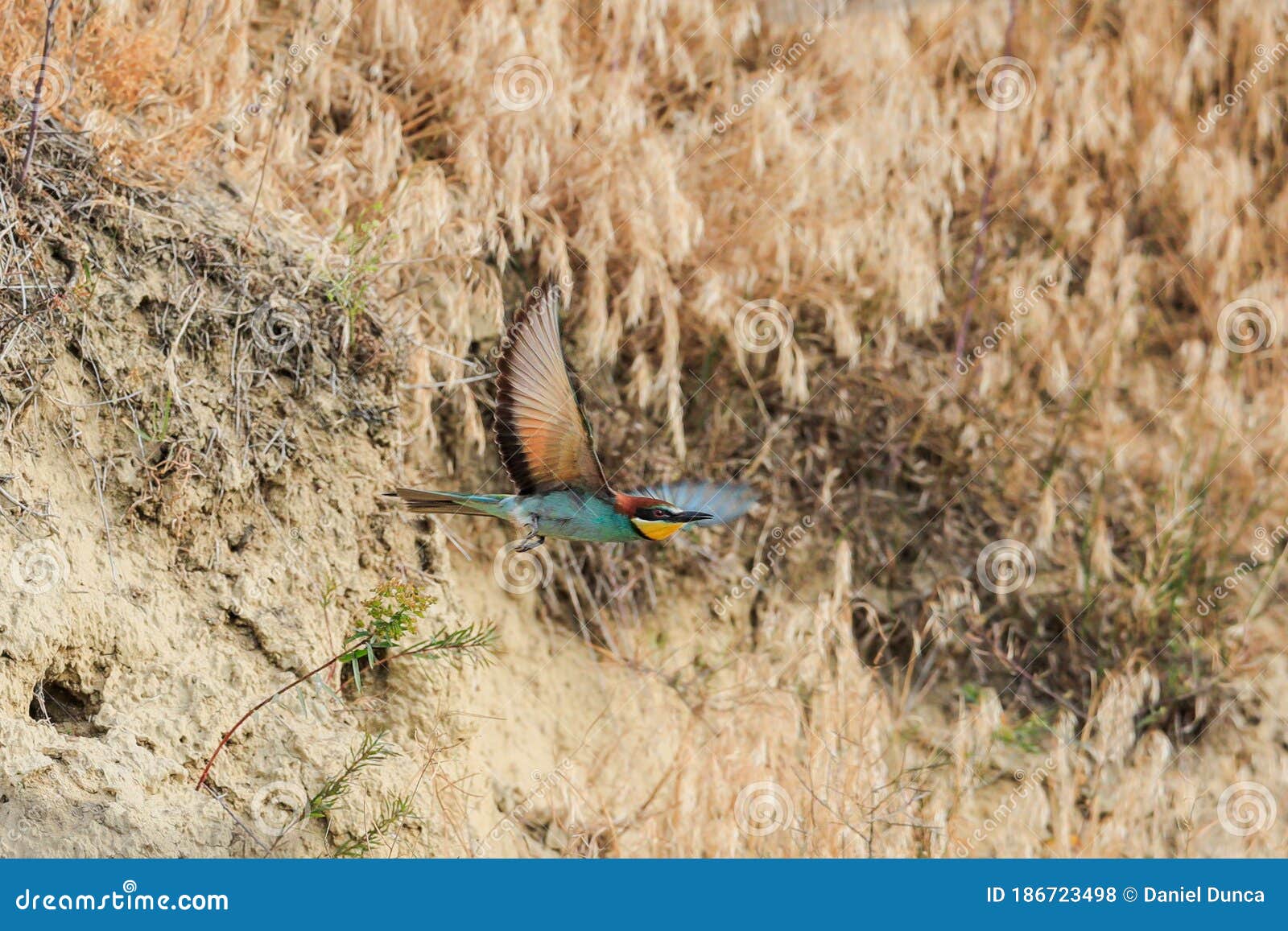 Bee-eater Flying in a Dynamic Pose Stock Photo - Image of feeding ...