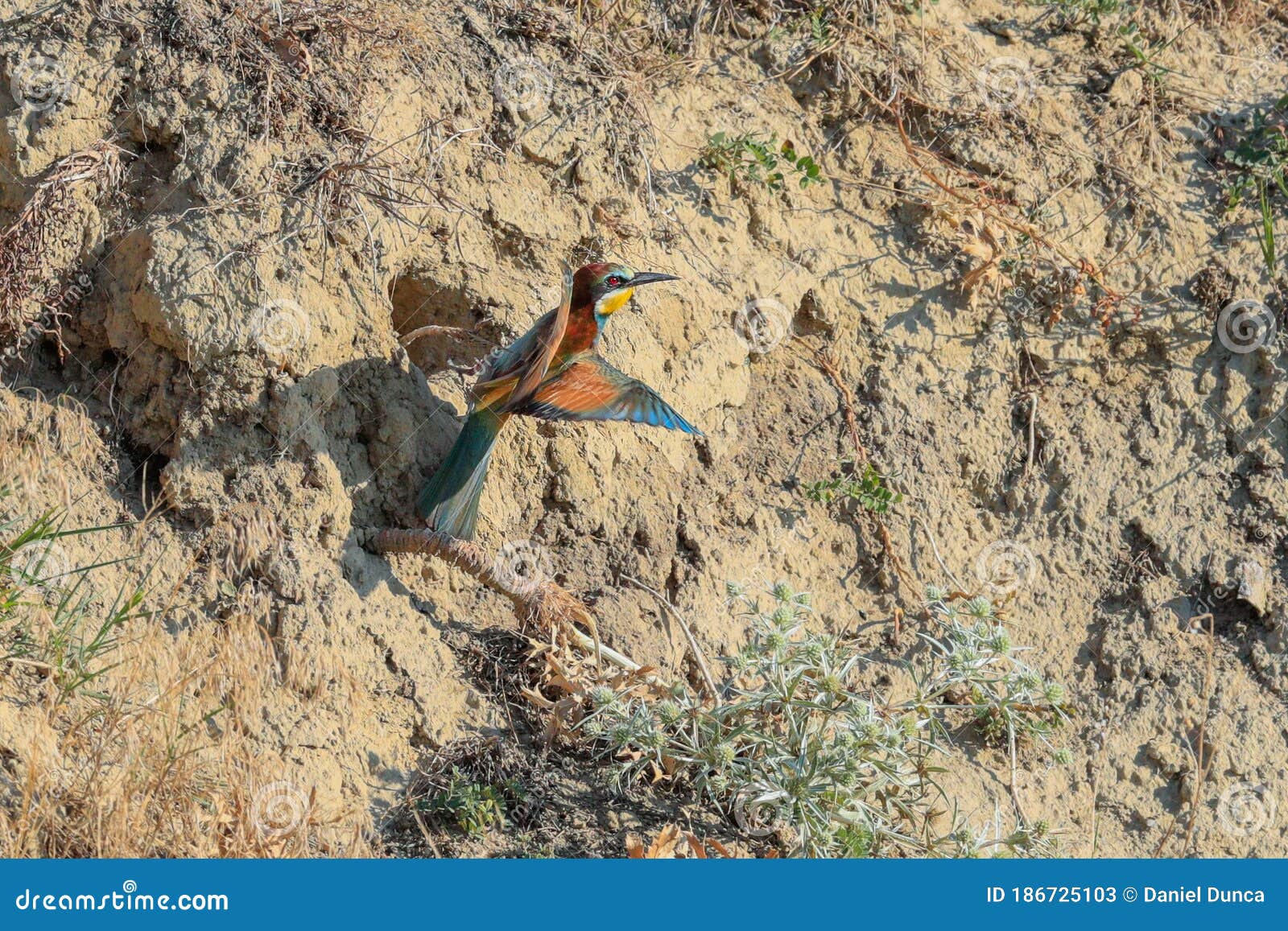 Bee-eater Flying in a Dynamic Pose. Stock Image - Image of apiaster ...