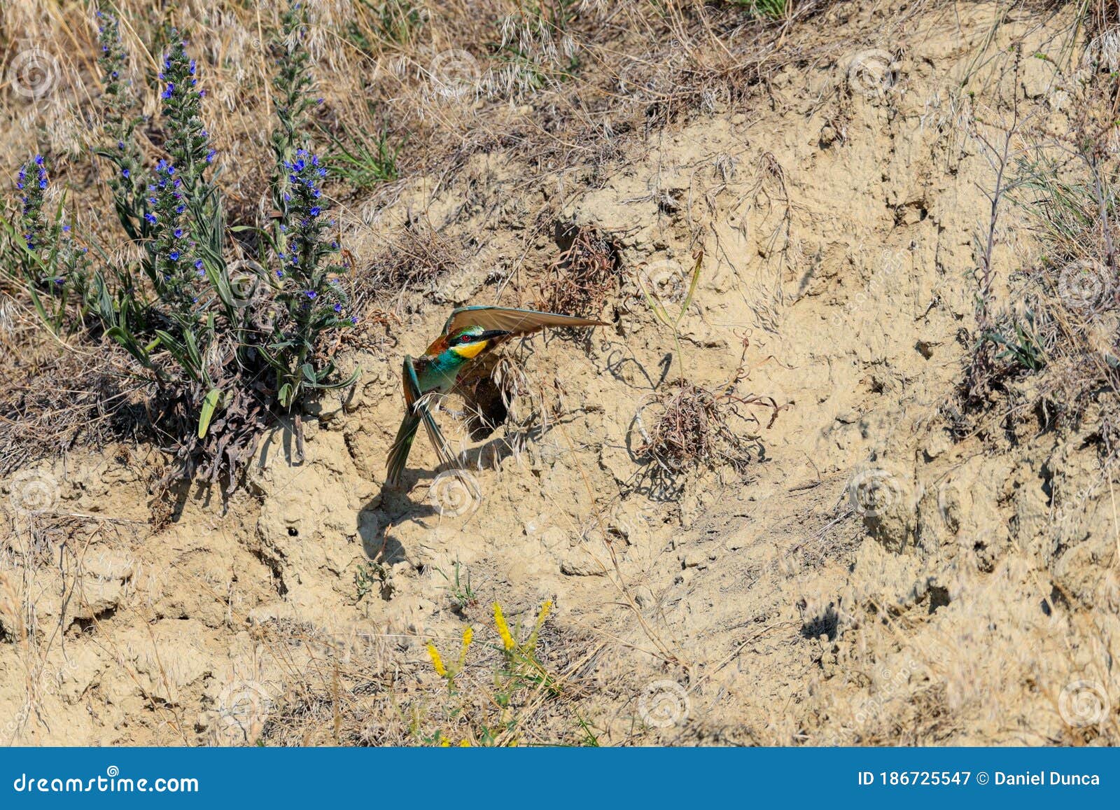 Bee-eater Flying in a Dynamic Pose. Stock Image - Image of close ...