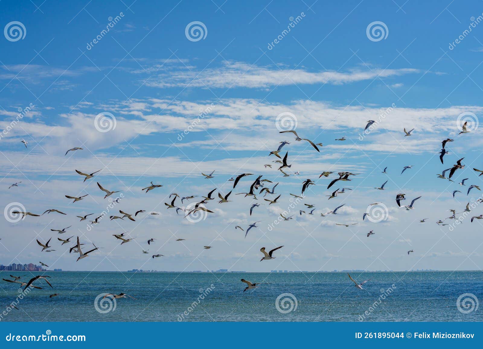 Action Photo of a Flock of Seagulls in Flight on the Beach Stock Photo ...