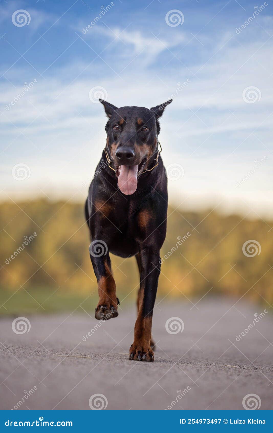 Action shot of a Doberman stock image. Image of breed - 254973497