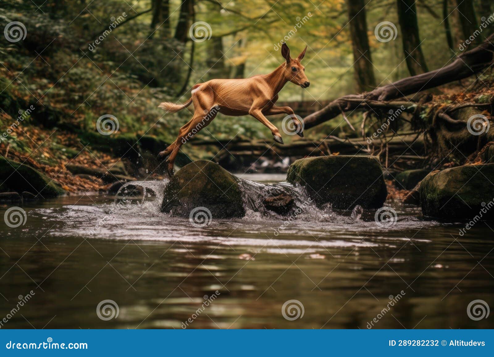 Action Shot of Goat Jumping Over a Small Stream Stock Illustration ...