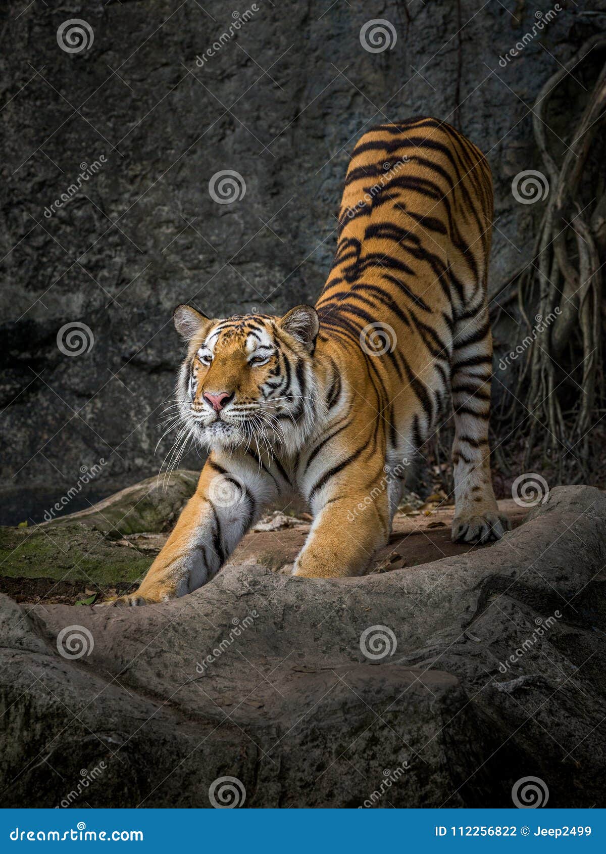 The action of the tiger. stock photo. Image of wild - 112256822