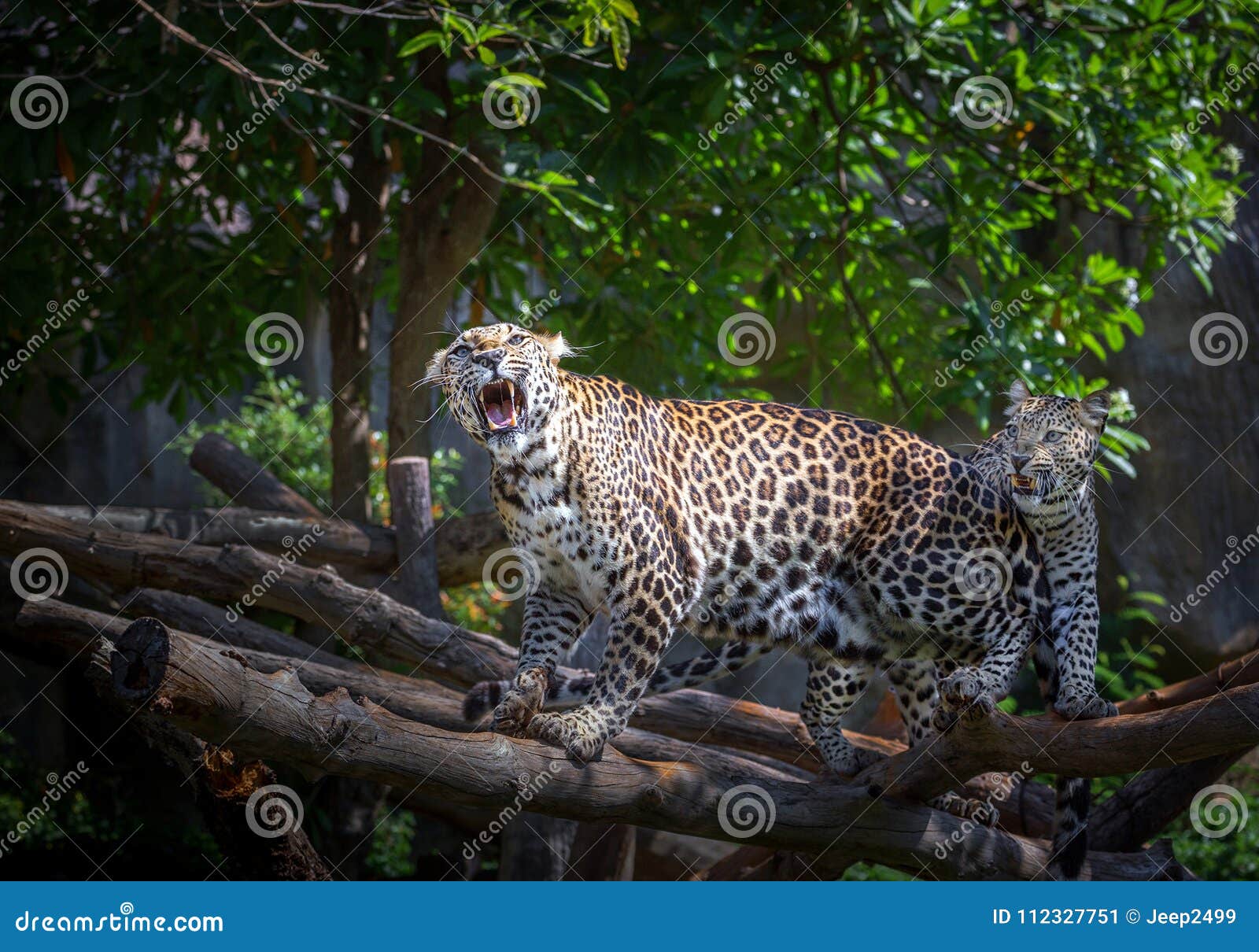 Actions of Leopard Roaring. Stock Image - Image of actions, africa ...