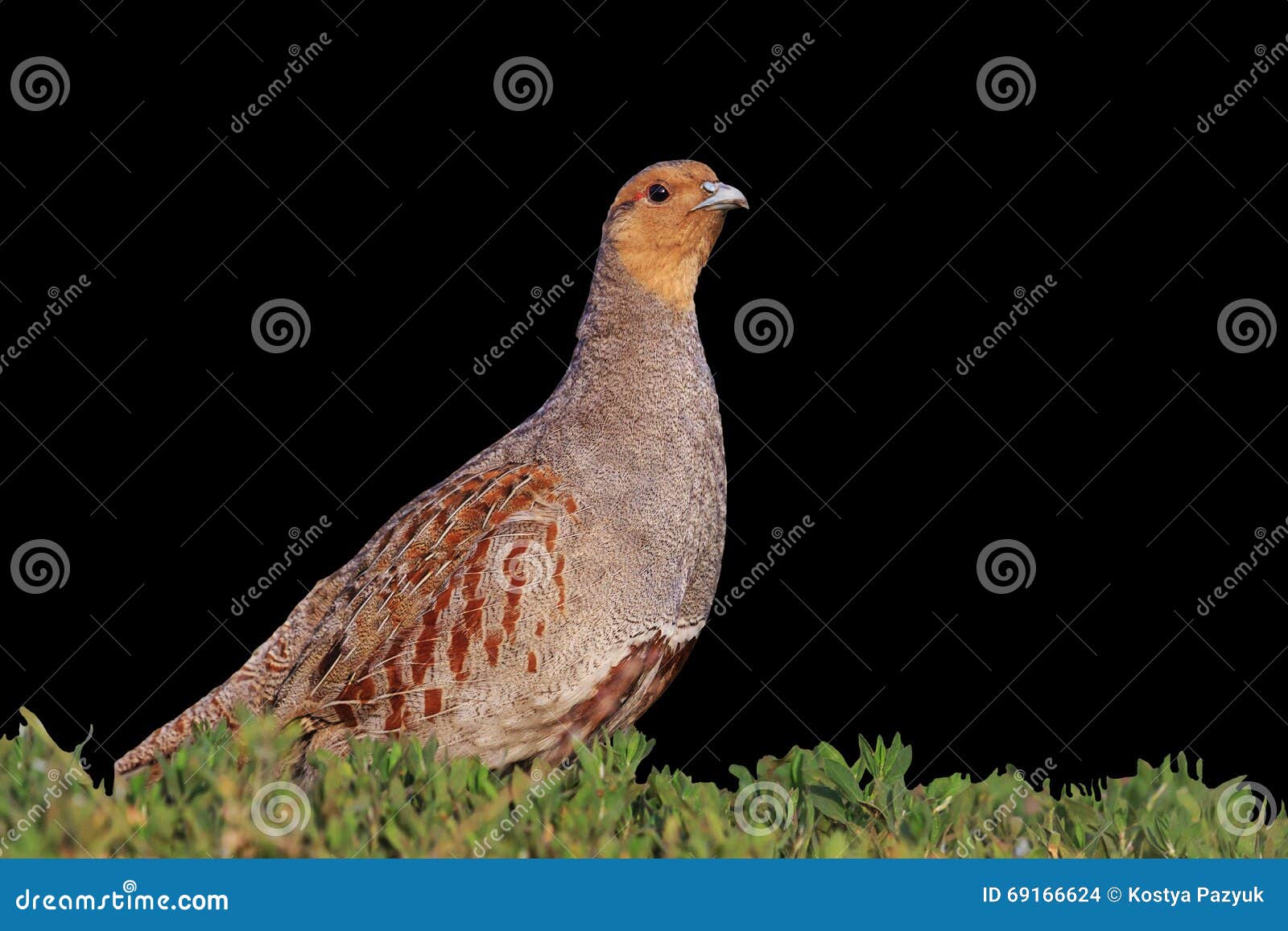 Actitudes Hermosas De La Perdiz Gris Aisladas En Negro Foto de archivo ...