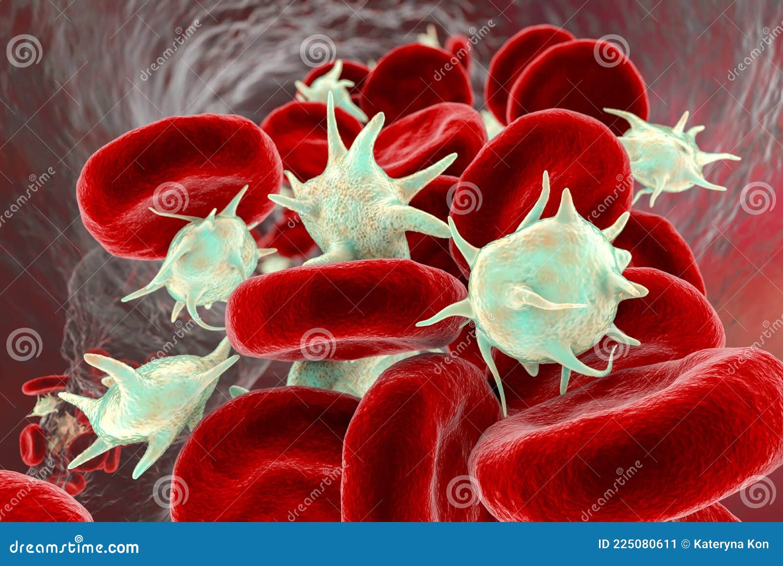 Activated Platelets in Blood Flow and Red Blood Cells Stock ...