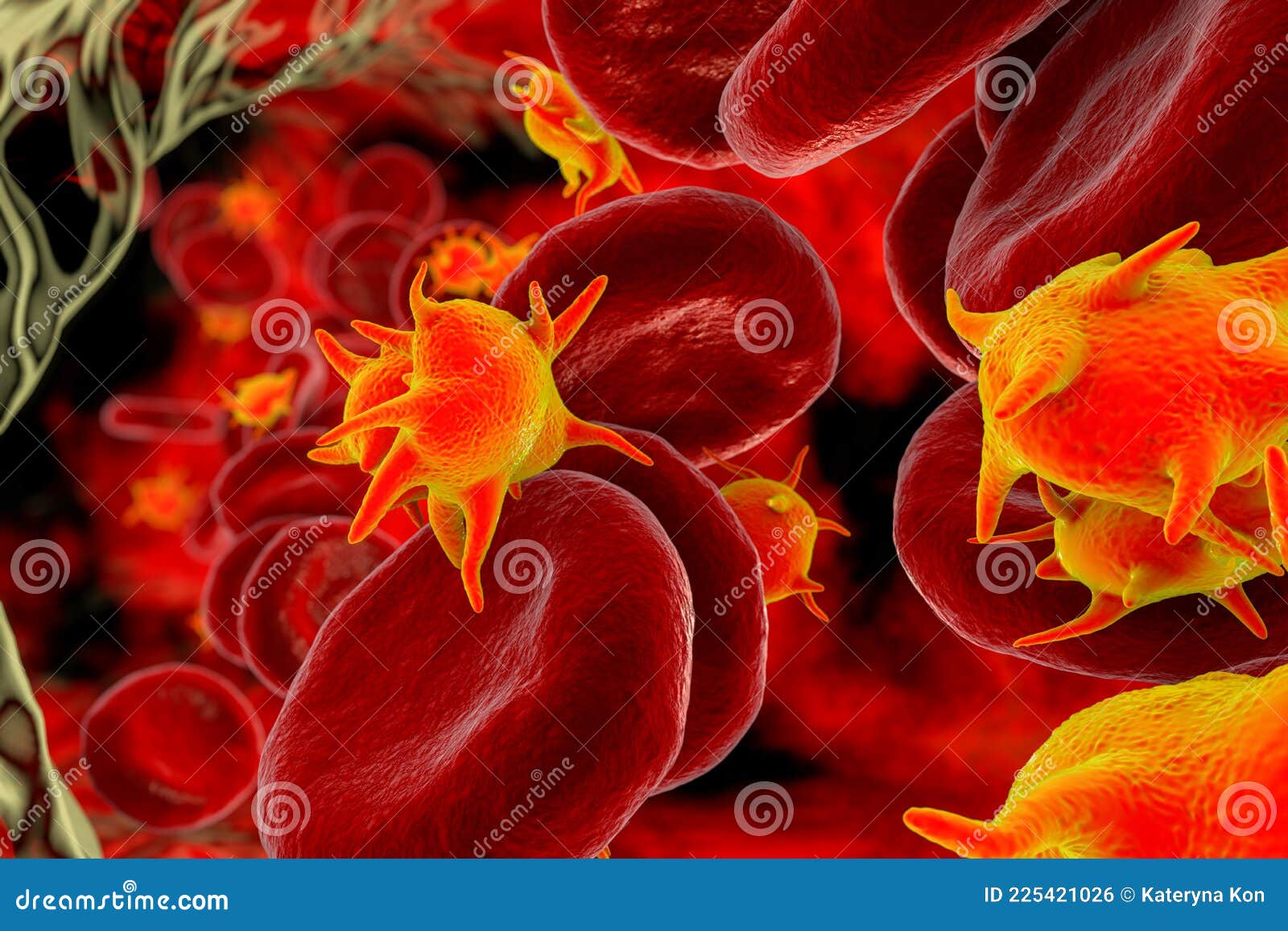 Activated Platelets in Blood Flow and Red Blood Cells Stock ...
