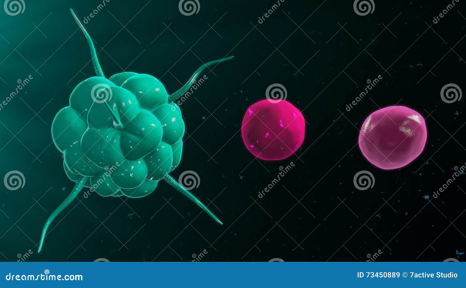 Adaptive Immune System. Cells Innate Immunity Complement Protein ...