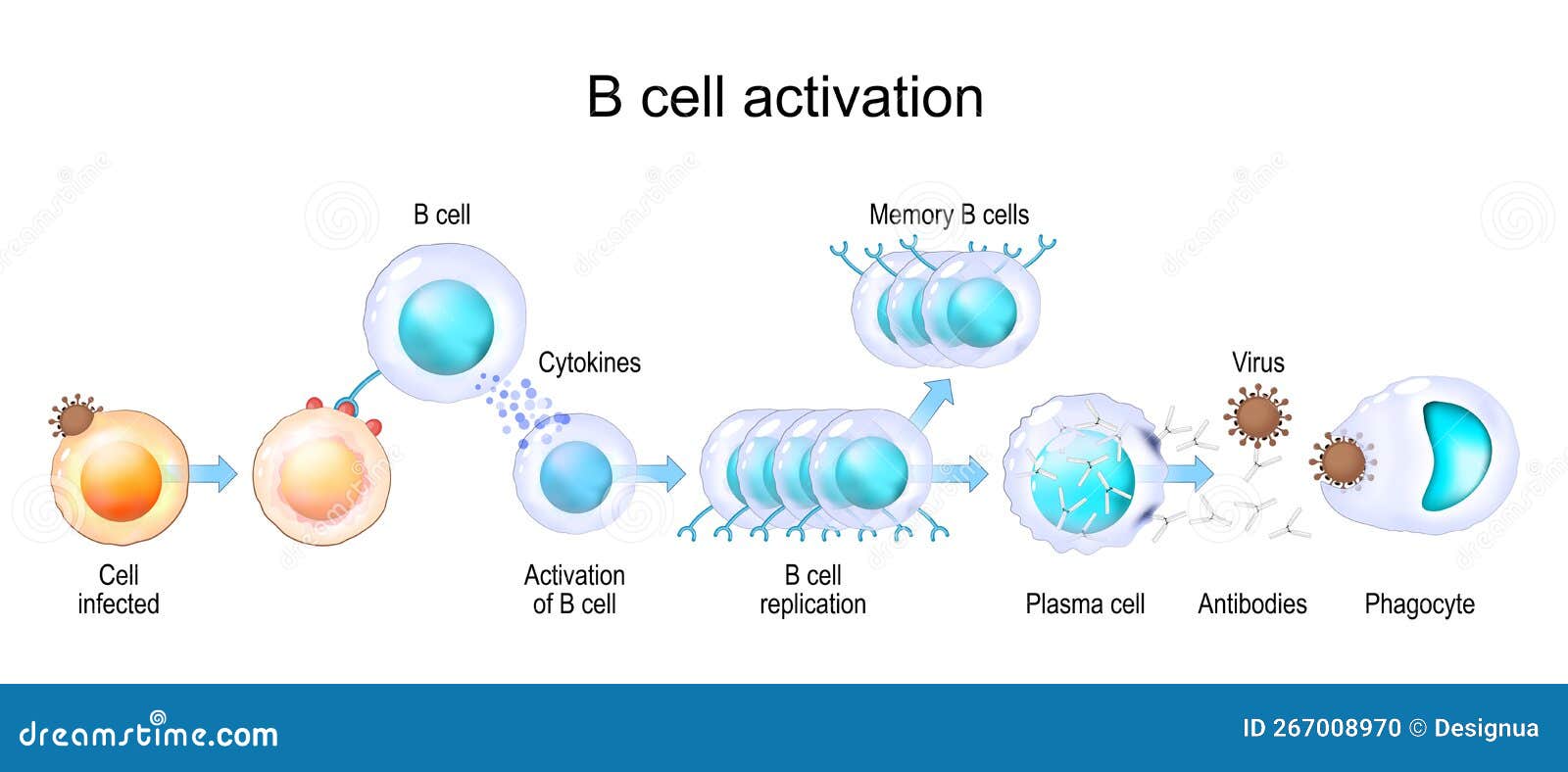 Activation of B Cell Leukocytes. Transparent Realistic Cells Stock ... Activation of B Cell Leukocytes. Transparent Realistic Cells Stock ...