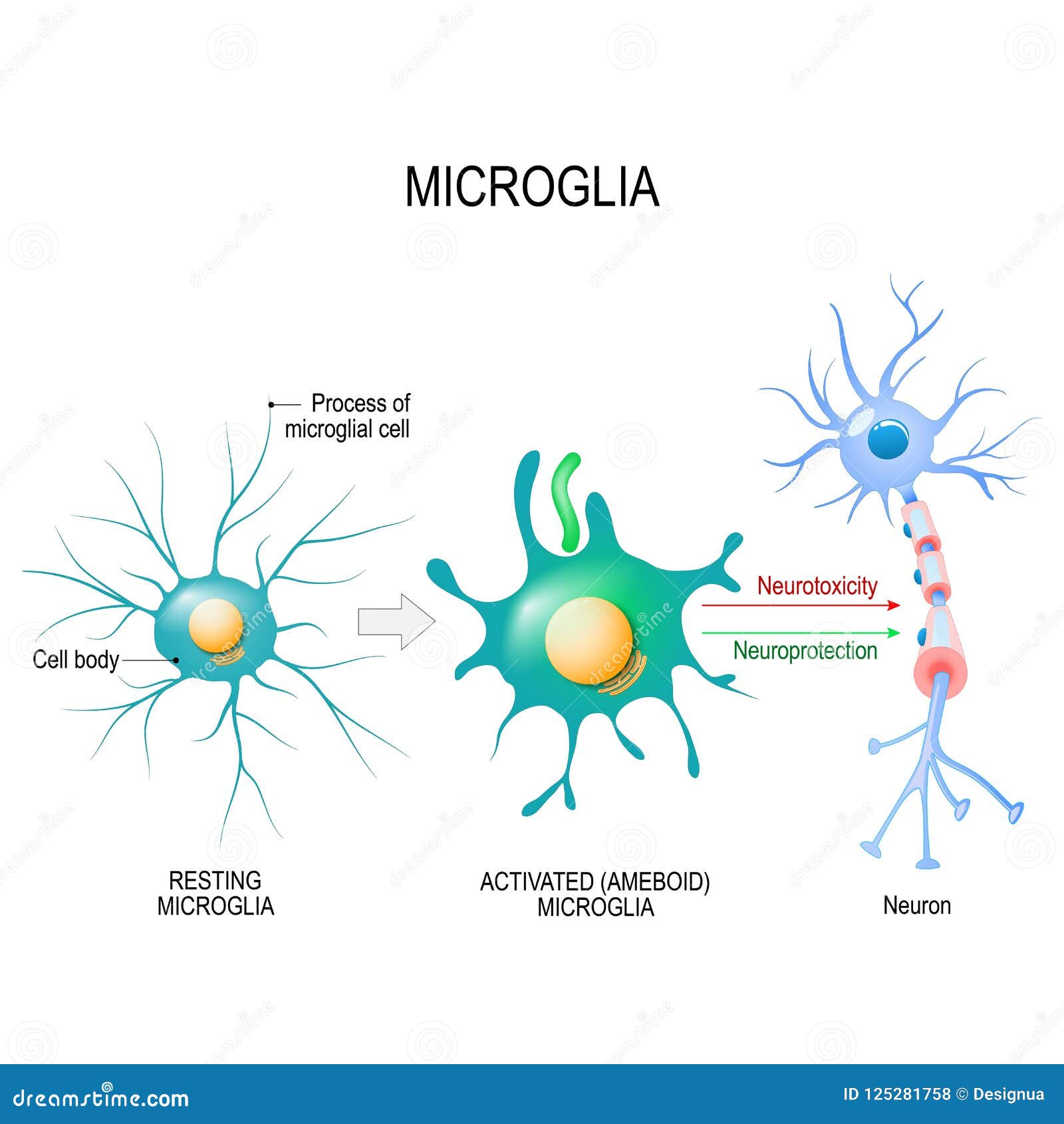 Activation D'une Cellule Microglial Illustration de Vecteur ...