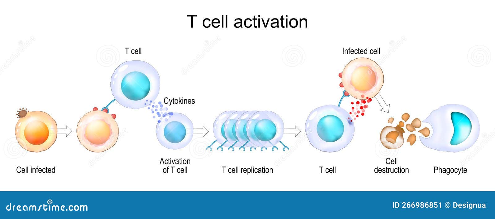 Activation of T Cell Leukocytes. Immune Response Stock Vector ...