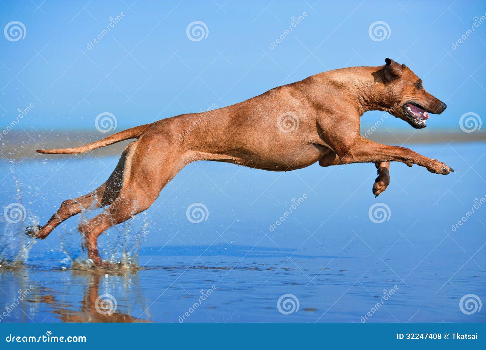 Active Athletic Dog Puppy Running at the Sea Stock Photo - Image of ...