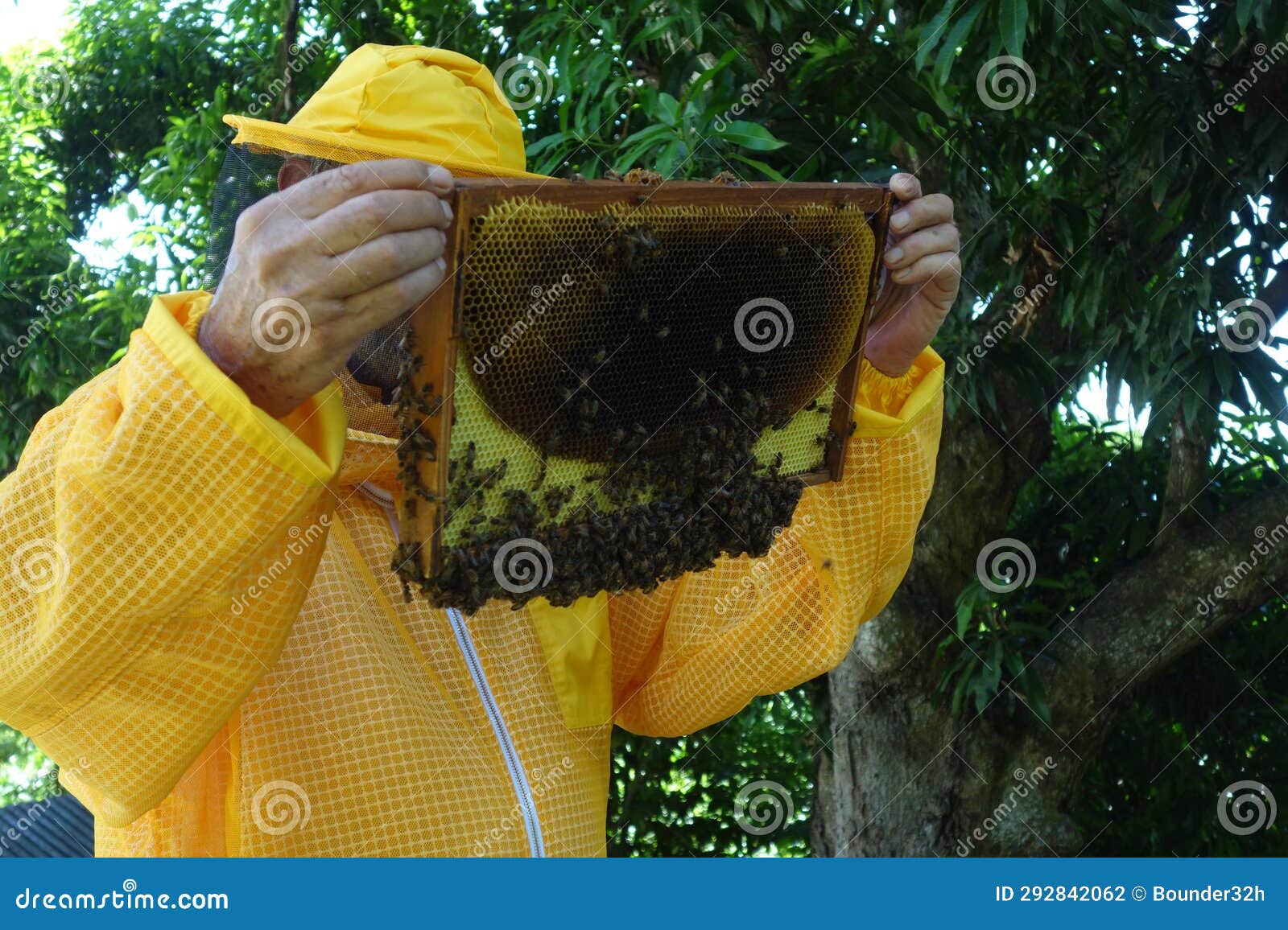 An Active Aviary in the Southern Caribbean Stock Photo - Image of ...