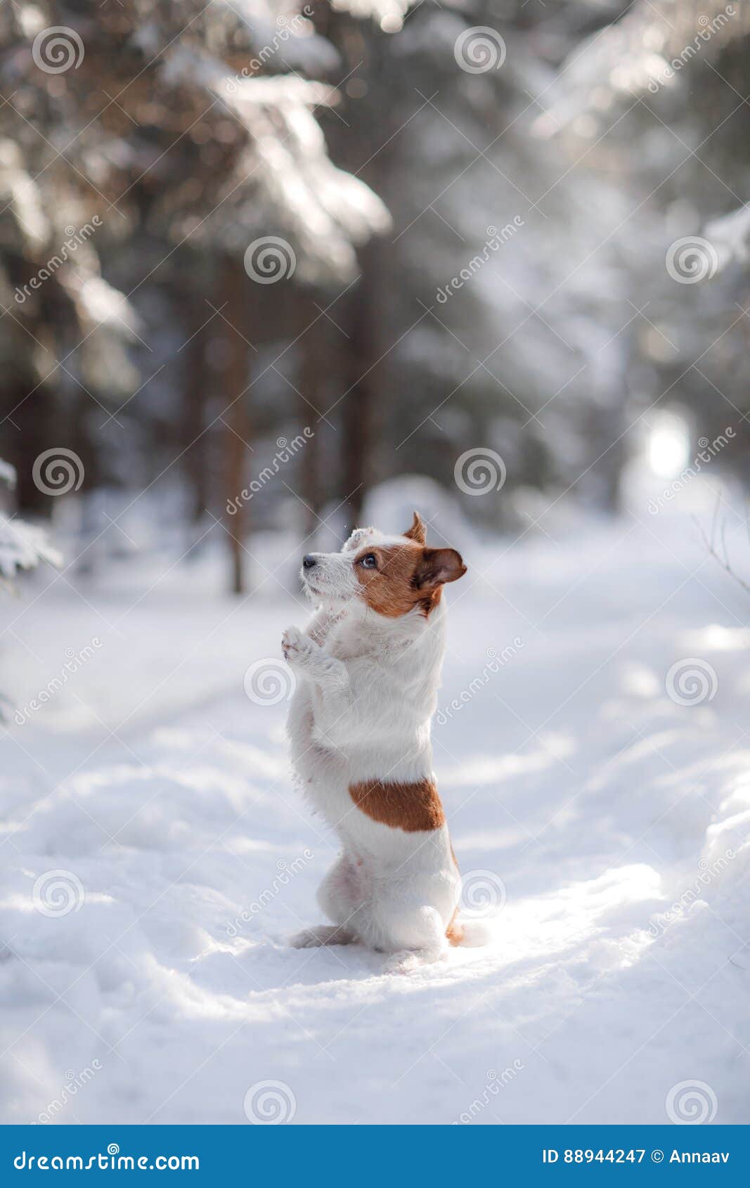 Active and Beautiful Dog Breed Jack Russel Terrier Outdoors Stock Image ...