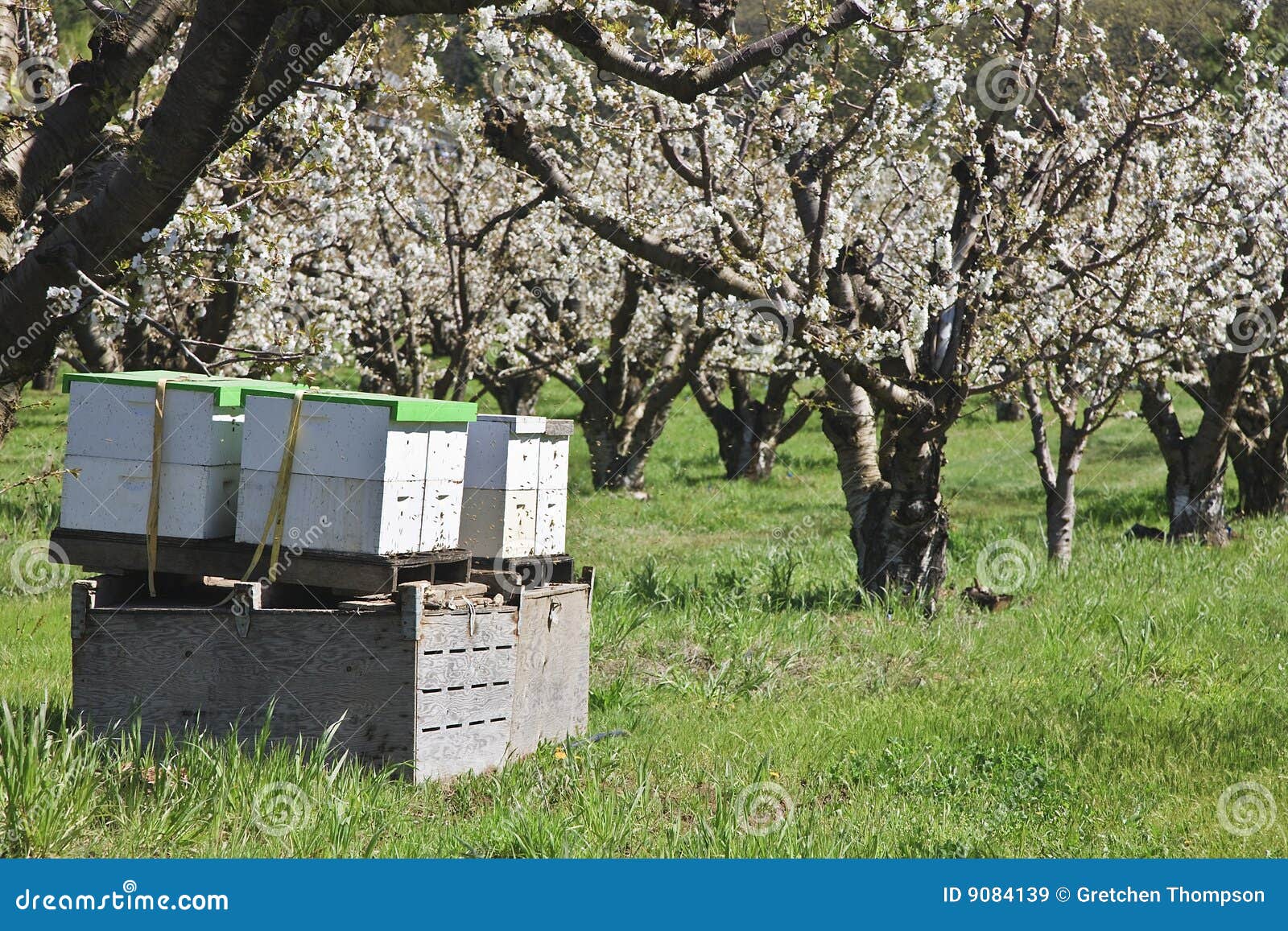 Active Bee Hives stock image. Image of hills, trees, bloom - 9084139