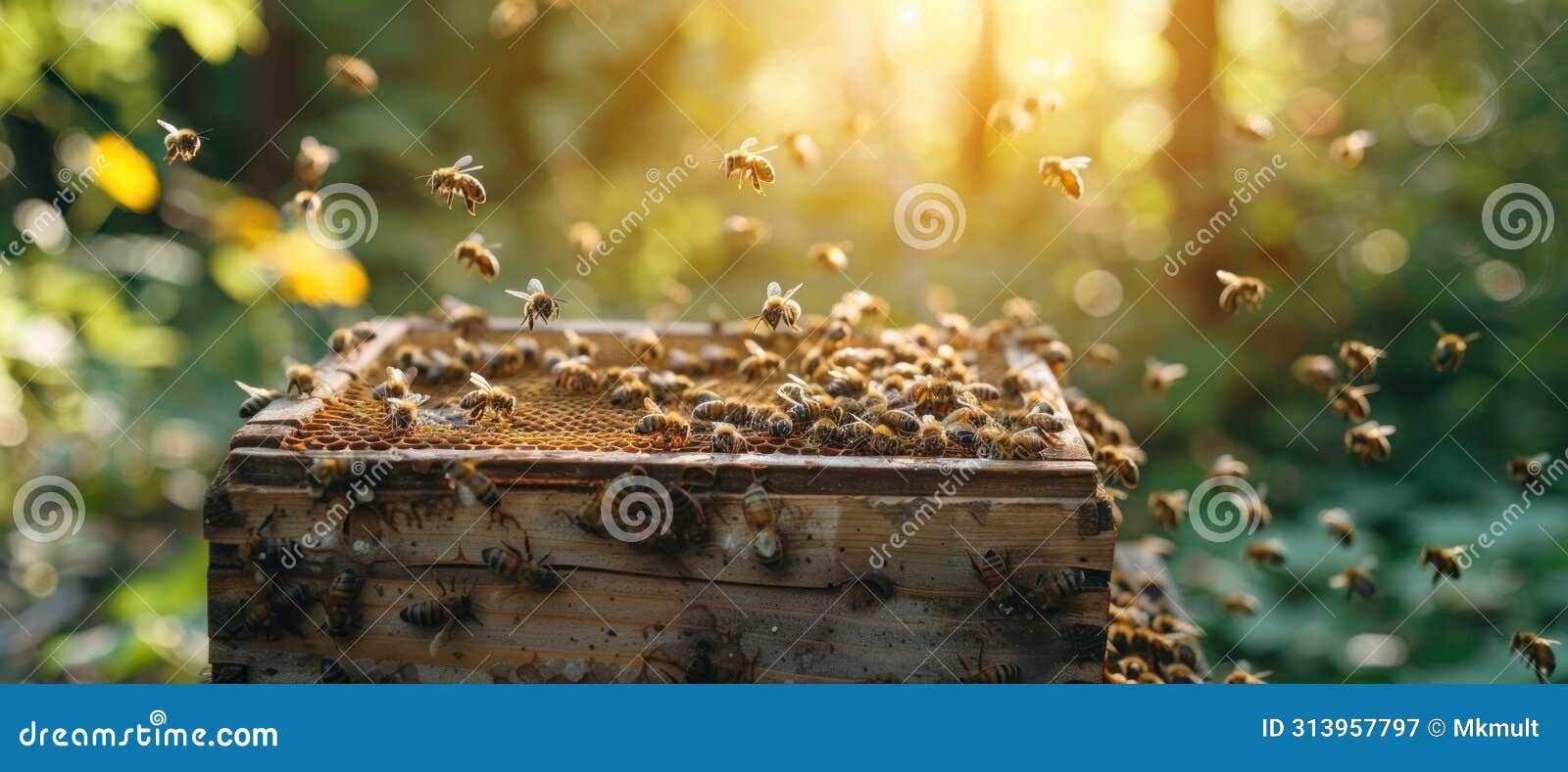 Active Beehive in Forest stock image. Image of pollination - 313957797