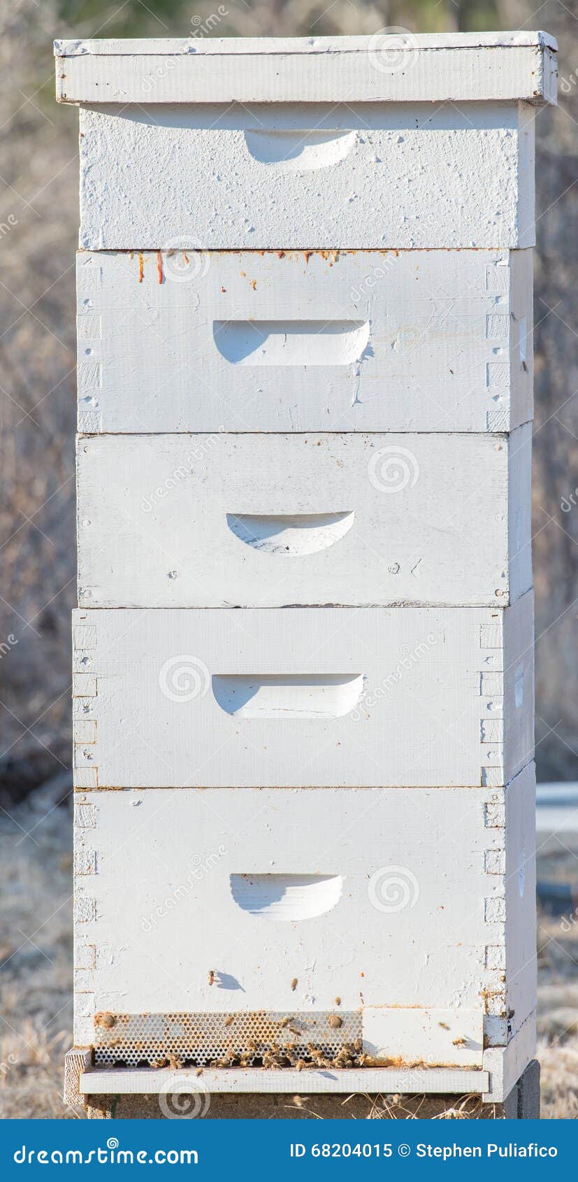 Active Beehive in Late Winter Stock Image - Image of rural, healthy ...