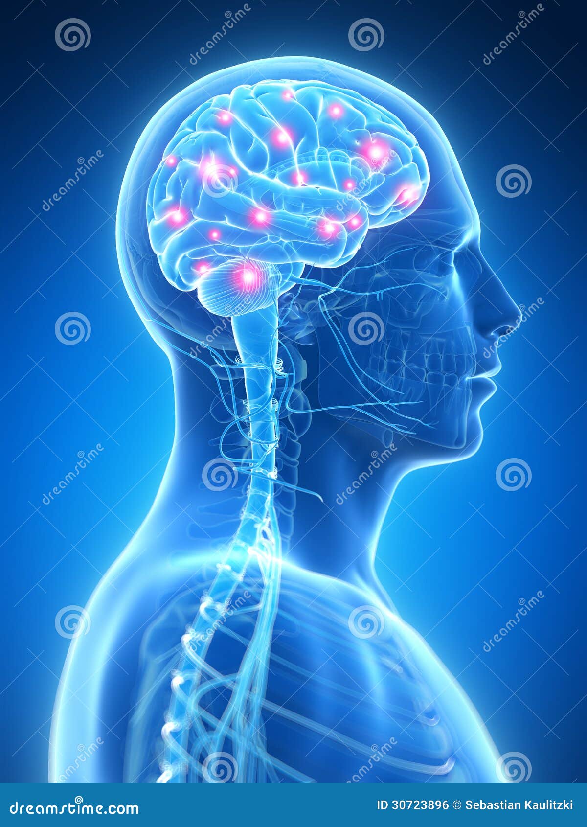 Active brain stock illustration. Illustration of blue - 30723896
