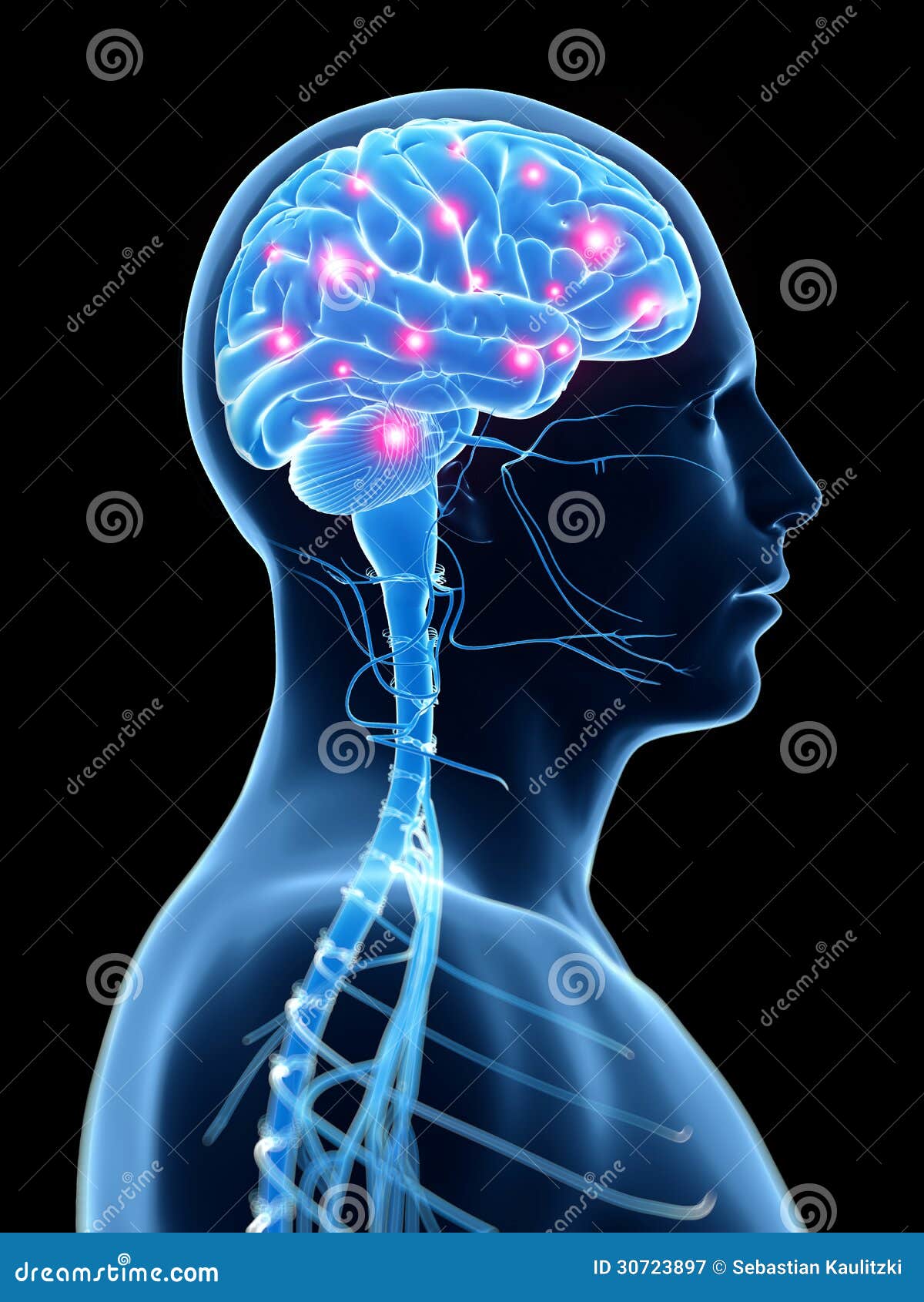 Active brain stock illustration. Illustration of highlighted - 30723897