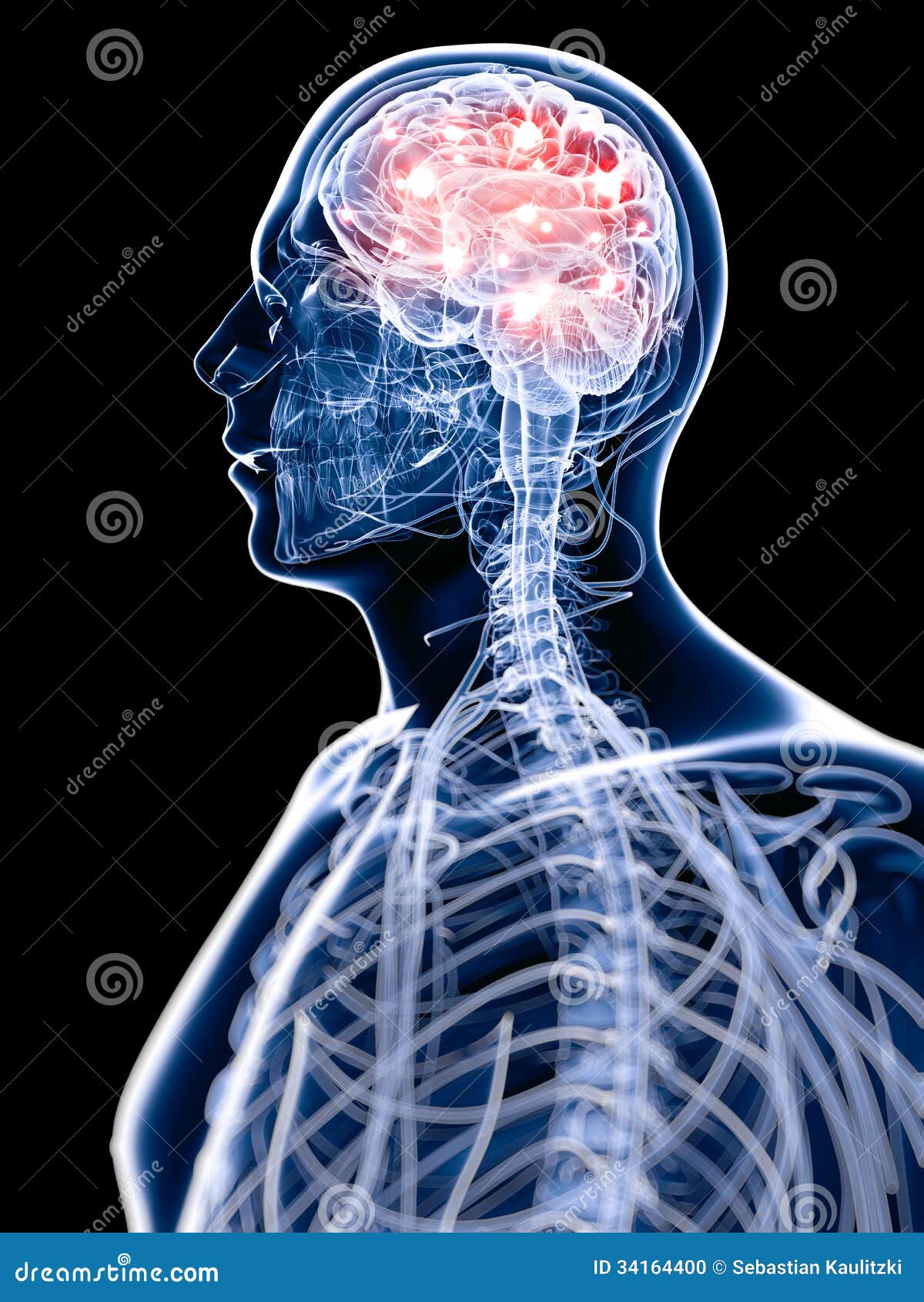Active brain stock illustration. Illustration of skull - 34164400