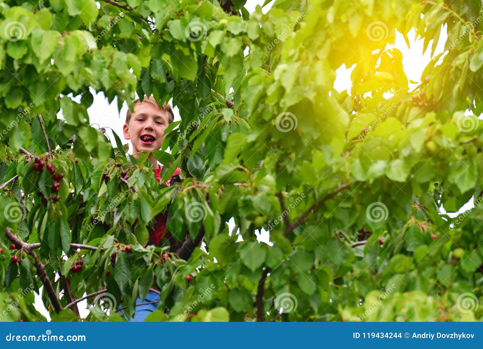 An Active and Cheerful Boy Collects and Eats Cherries on a Tree. Stock ...