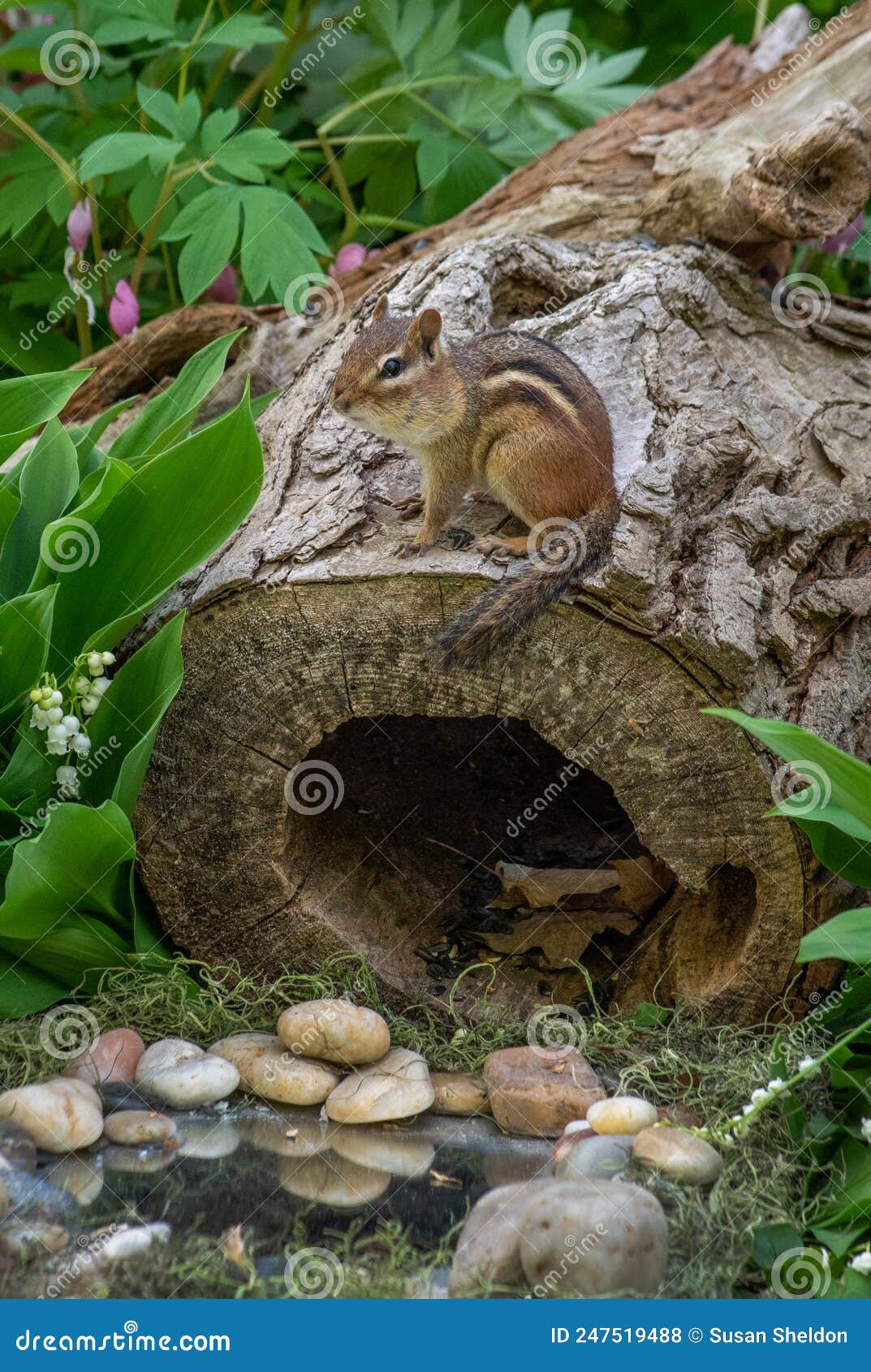 Active chipmunk on a log stock photo. Image of furry - 247519488