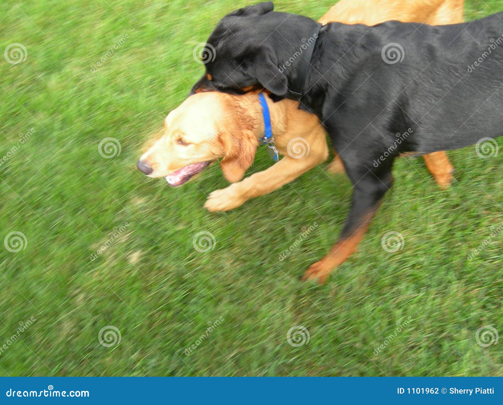 Active Dogs stock photo. Image of german, care, goofy - 1101962