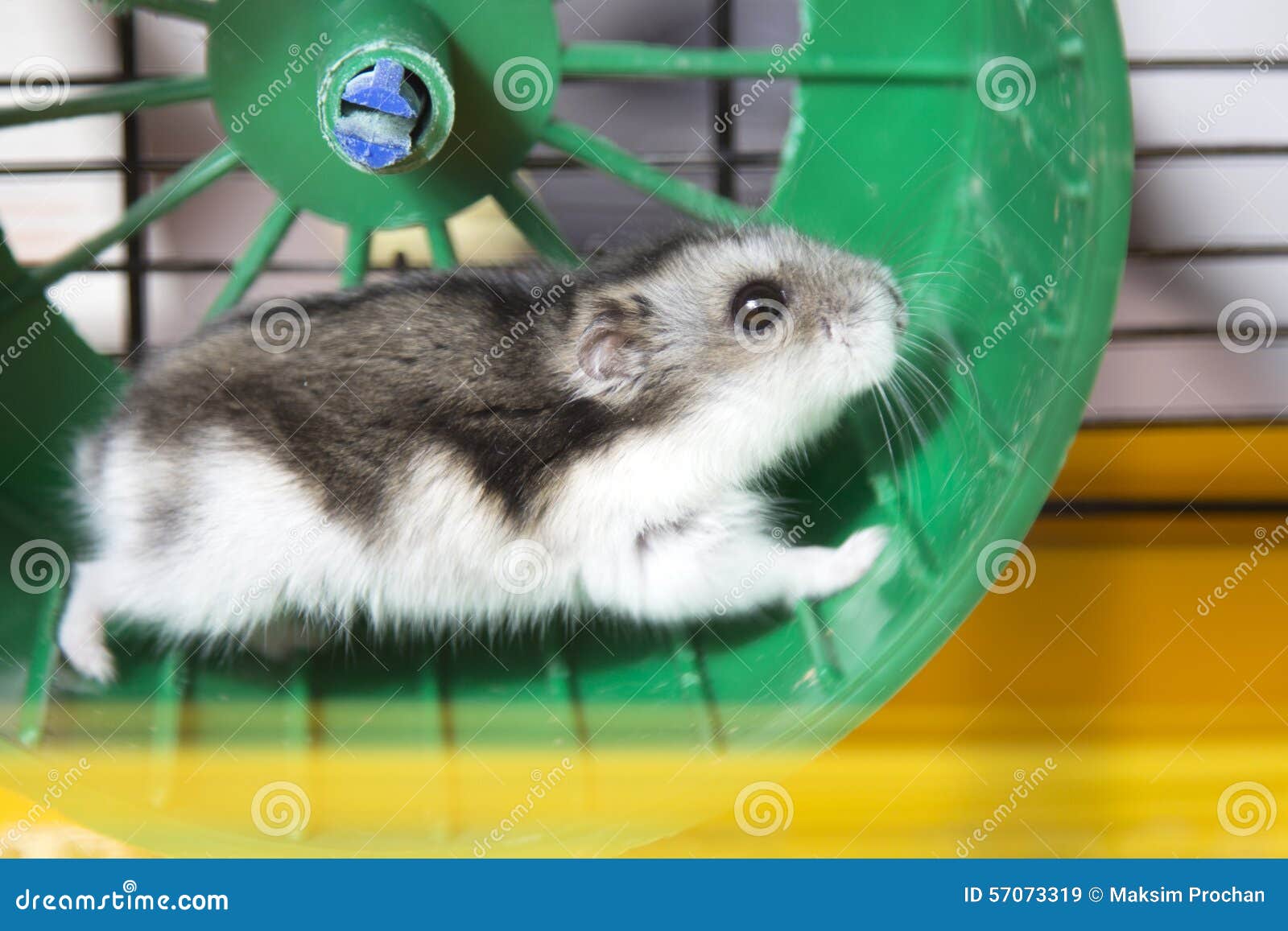 Active Hamster Running on a Wheel Stock Image - Image of cheeks, fluffy ...