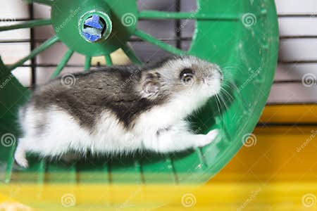 Active Hamster Running on a Wheel Stock Image - Image of cheeks, fluffy ...
