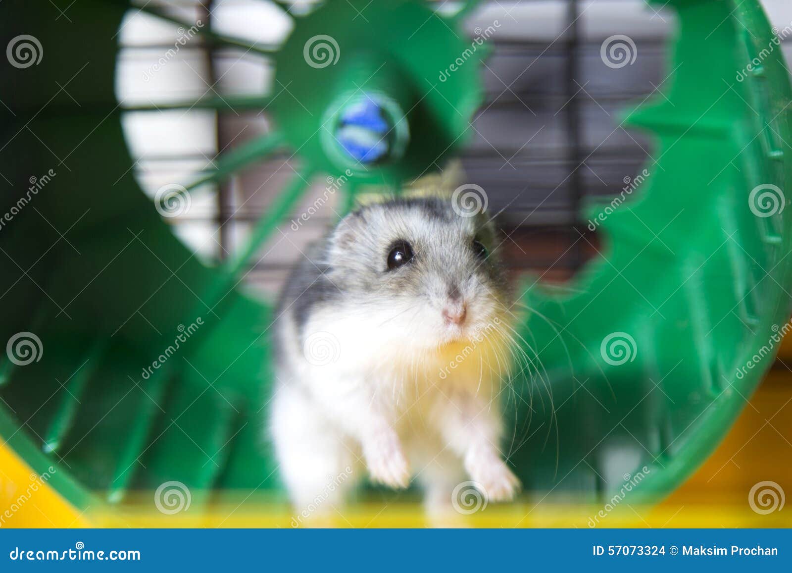 Active Hamster Running on a Wheel Stock Photo - Image of cute, cool ...