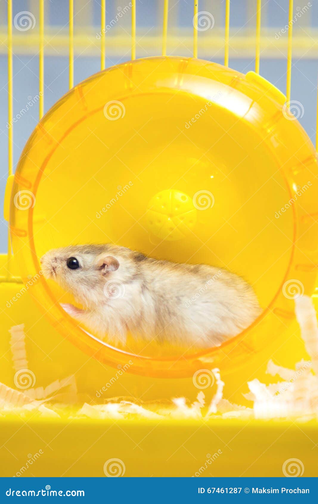 Active Hamster Running on a Wheel Stock Image - Image of recreation ...