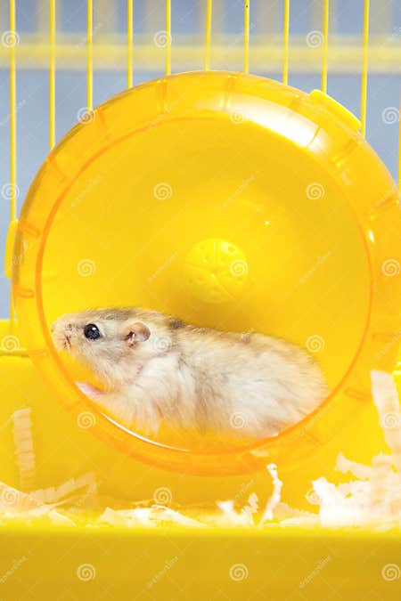 Active Hamster Running on a Wheel Stock Image - Image of recreation ...