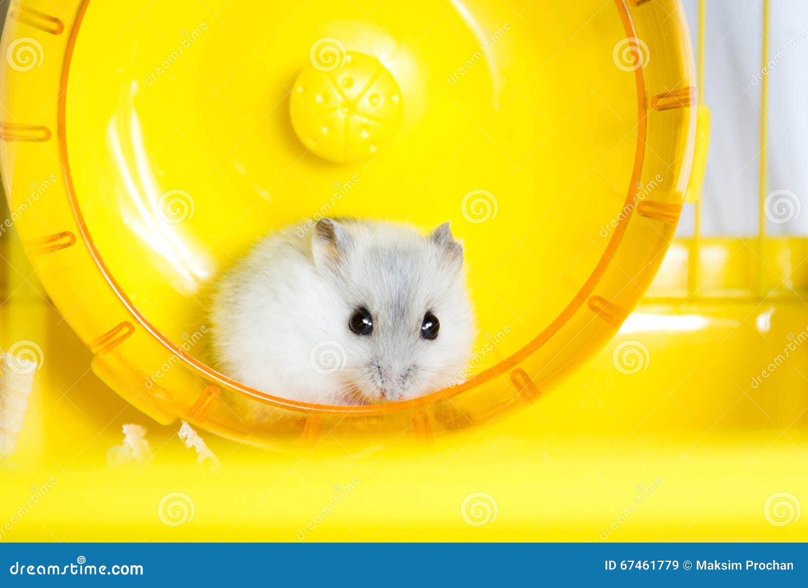 Active Hamster Running on a Wheel Stock Image - Image of cheeks, rodent ...