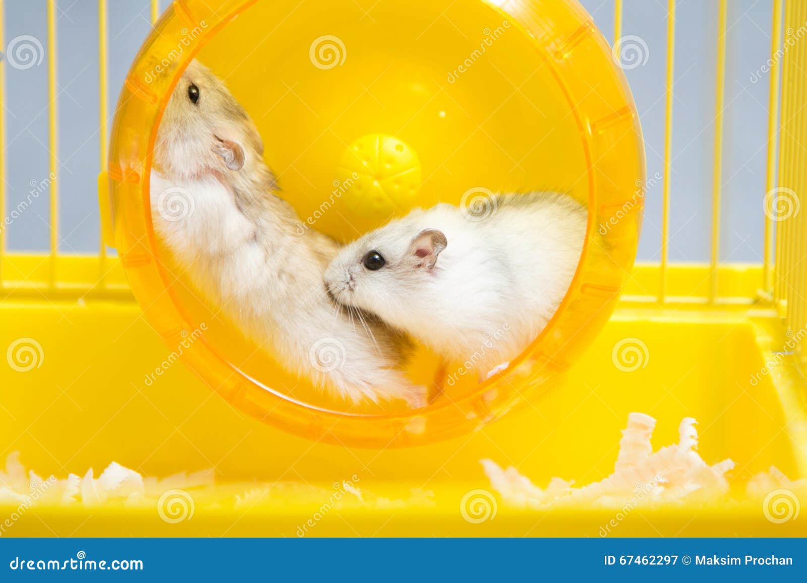 Active Hamster Running on a Wheel Stock Image - Image of orange ...