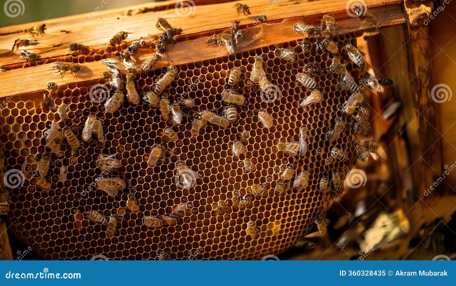 Active Honeybees on a Beehive, Showcasing the Complex Social Structure ...