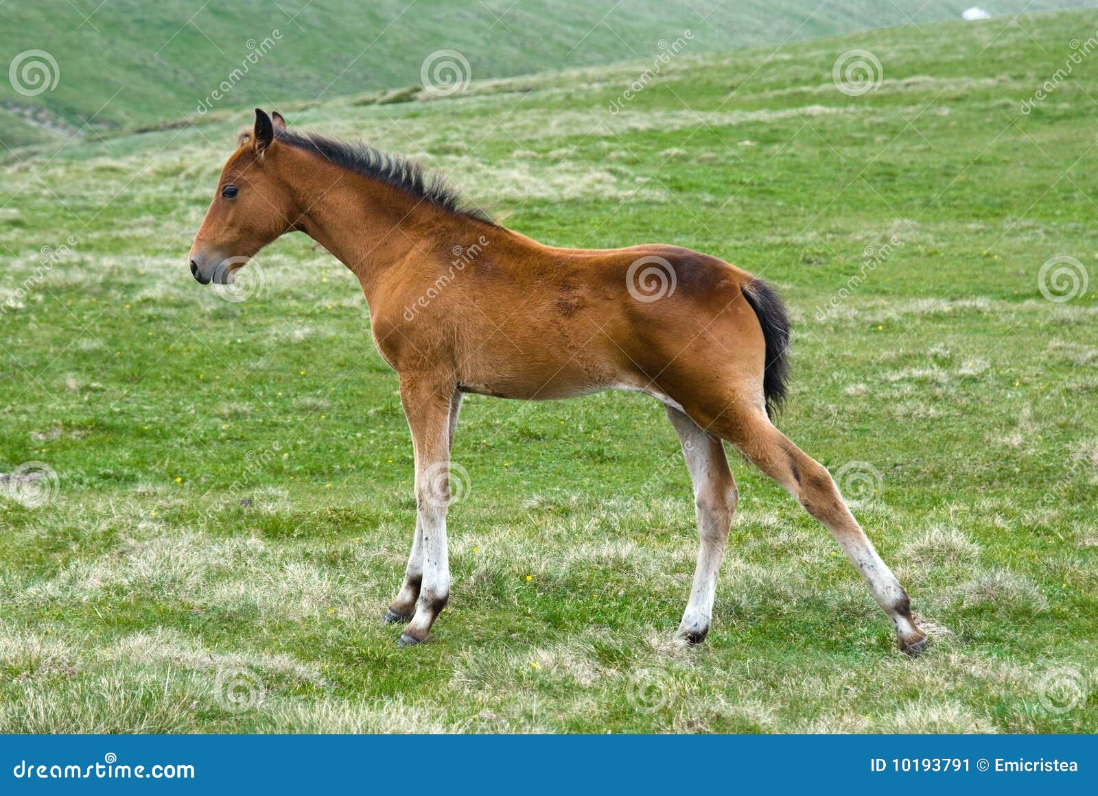 Active horse colt stock image. Image of face, grassland - 10193791