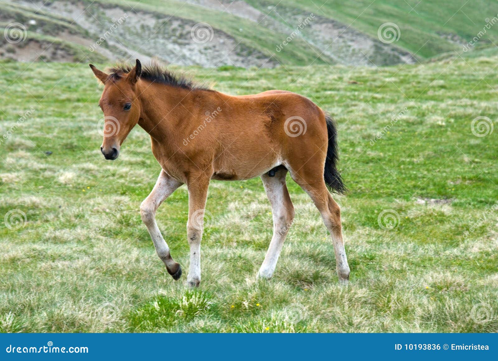 Active horse colt stock photo. Image of fields, grass - 10193836
